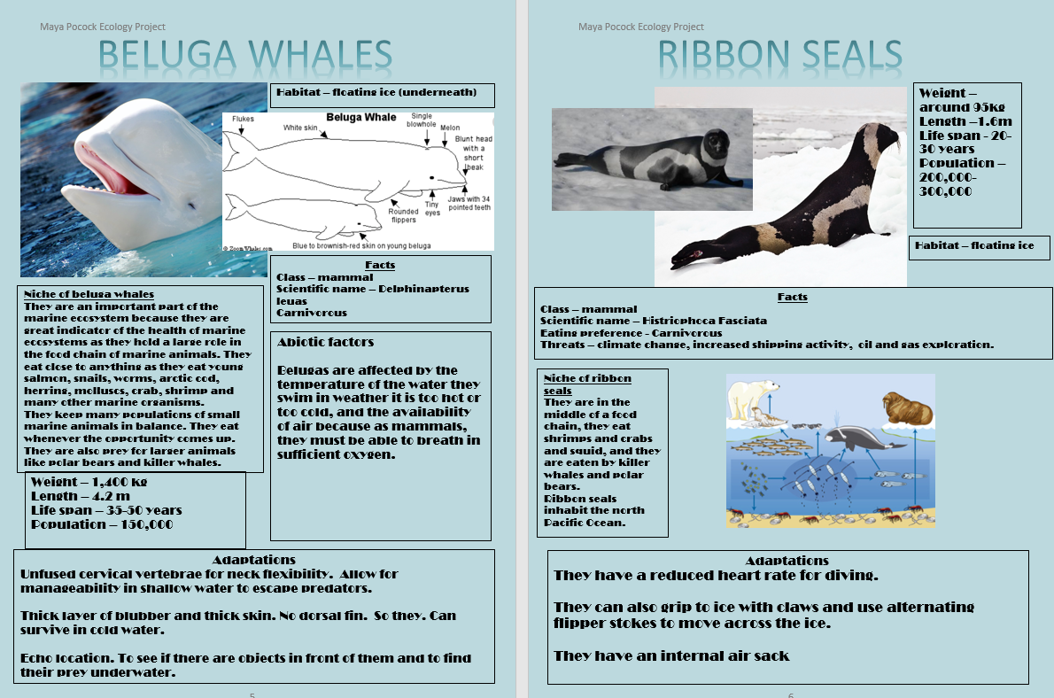 Block 3 explore ecosystems for Ecology project | Bedales School Blog